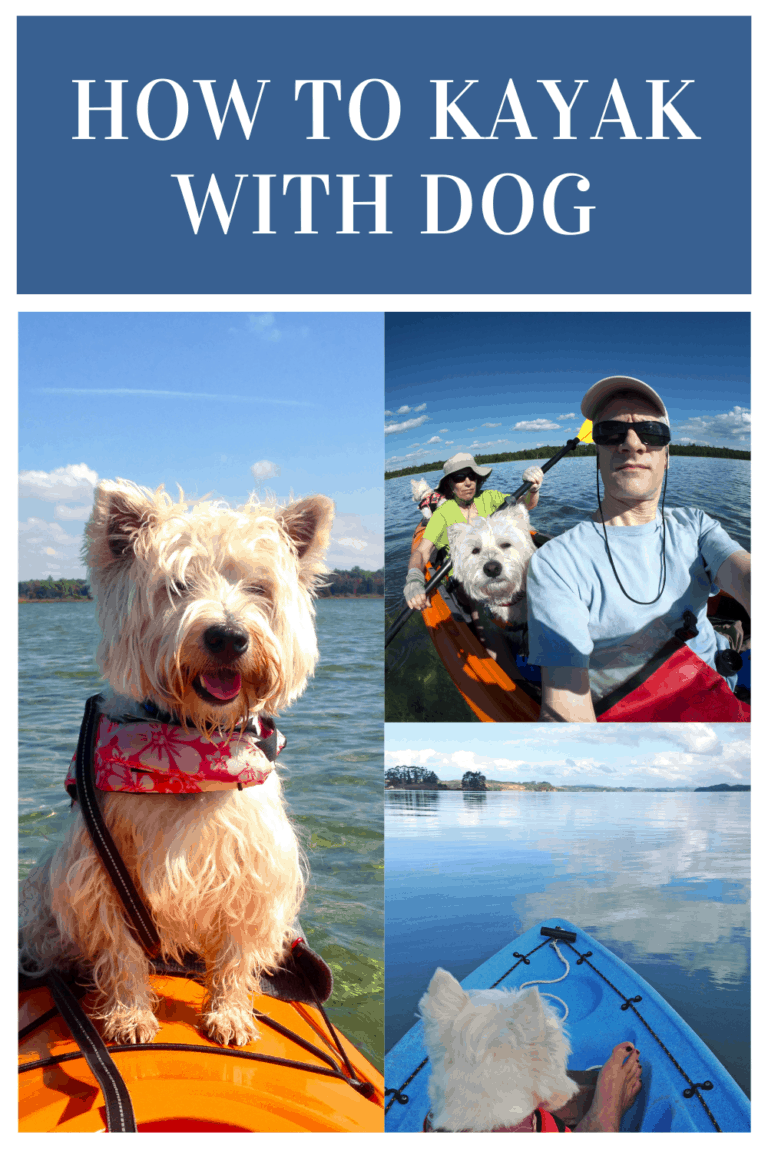 How To Kayak With Dog - Kayak Help