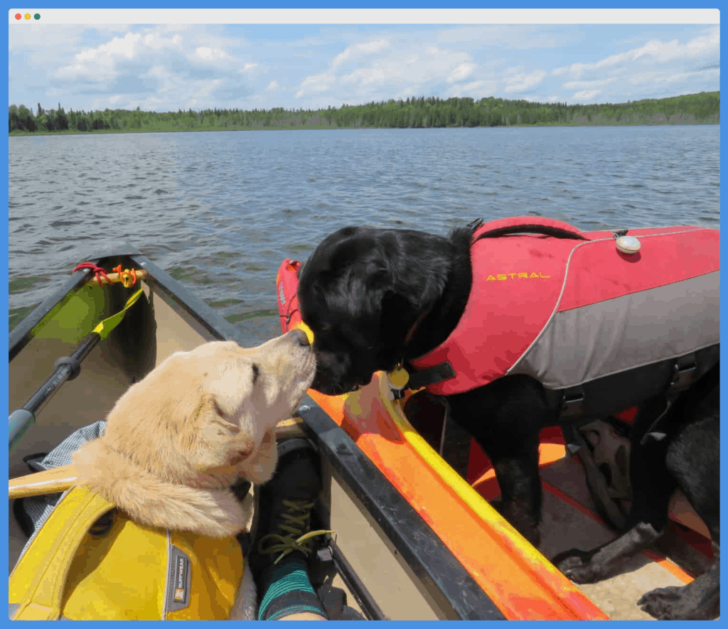 How To Kayak With Dog - Kayak Help
