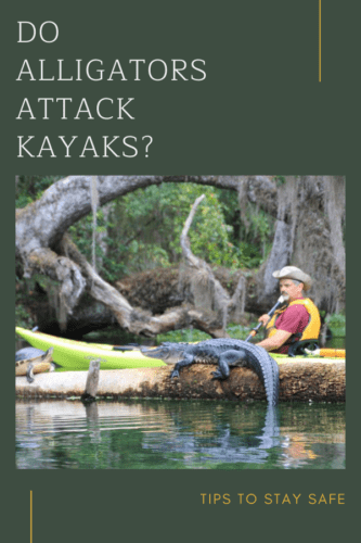 Do Alligators Attack Kayaks? Tips To Stay Safe - Kayak Help