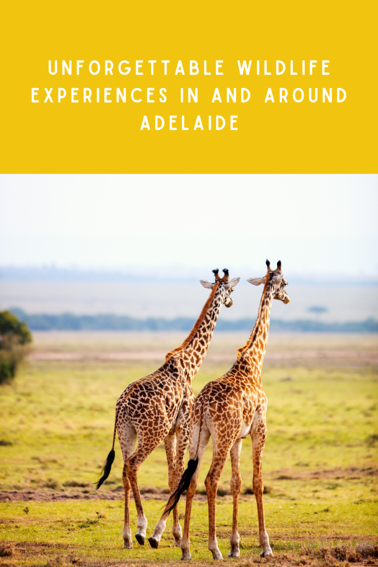 5 Unforgettable Wildlife Experiences In And Around Adelaide - Kayak Help